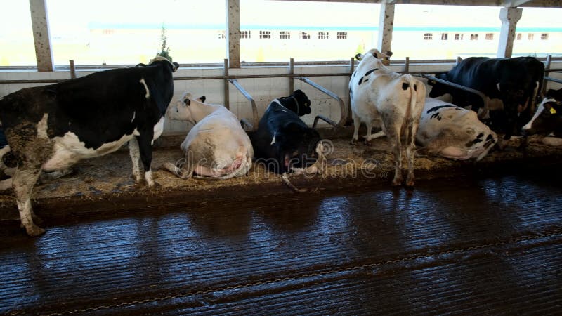 Cattle on the Farm. Many Different Cows in a Pen Stock Footage - Video ...