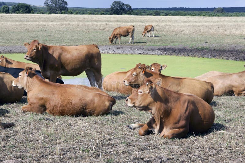 2,629 Cattle Farm South Africa Stock Photos - Free & Royalty-Free Stock ...