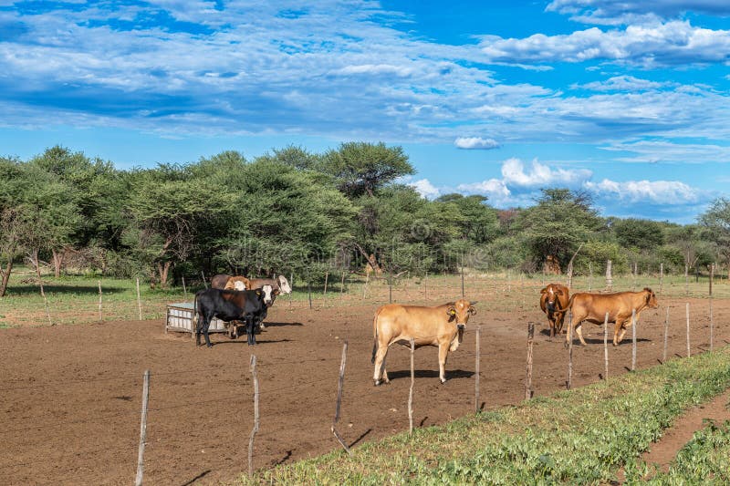 Cattle Farm North Otjiwarongo Namibia Stock Photos - Free & Royalty ...