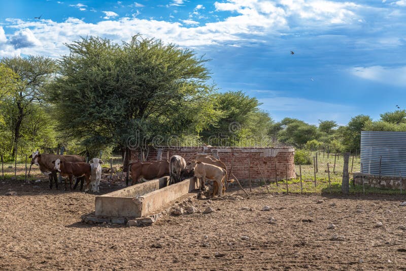 Cattle Farm North Otjiwarongo Namibia Stock Photos - Free & Royalty ...