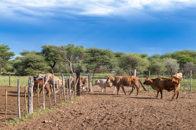 Cattle on a Farm North of Otjiwarongo, Namibia Stock Image - Image of ...