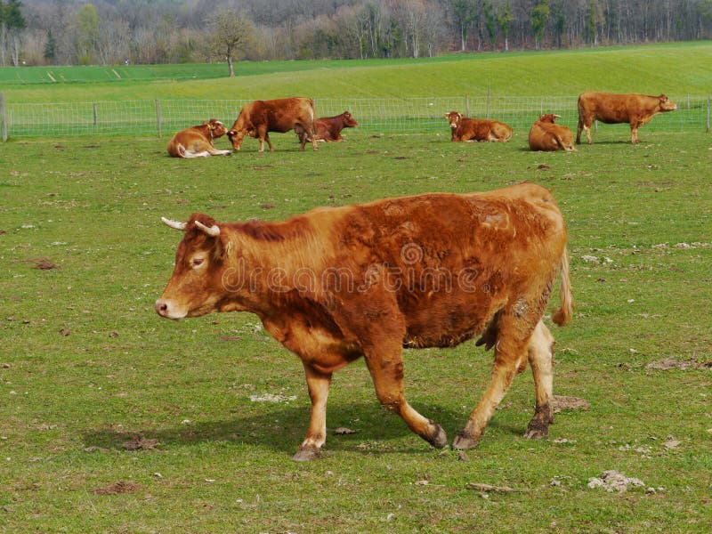 Calves stock photo. Image of north, county, cattle, nature - 8169194