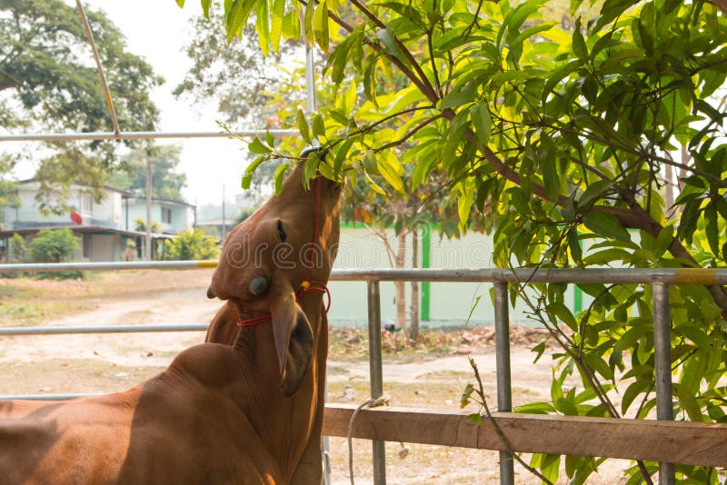 Mango Cows Stock Photos - Free & Royalty-Free Stock Photos from Dreamstime