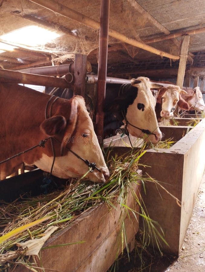 A Cattle Farm in the Village Stock Image - Image of village, cows ...