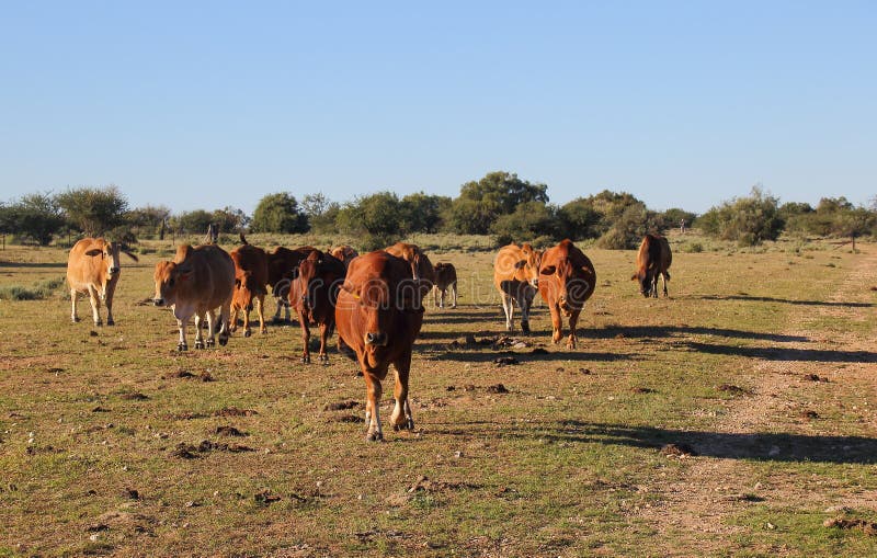 Cattle on a farm stock image. Image of livestock, drink - 92634237