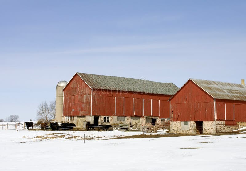 Wisconsin Dairy Farm in the Winter Stock Photo - Image of barn, farm ...