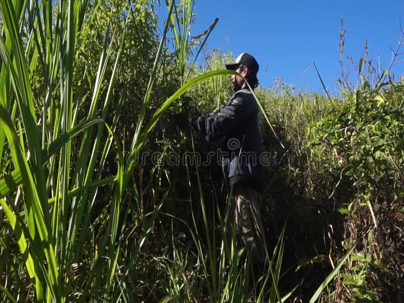 Cattle Farmer Mowing the Grass Stock Video - Video of green, autumn ...