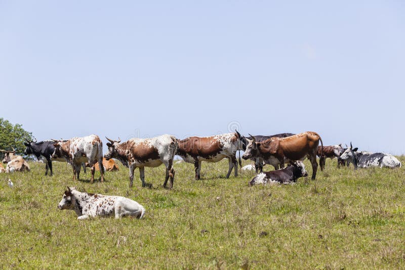 Cattle Farming stock photo. Image of organic, countryside - 62600000