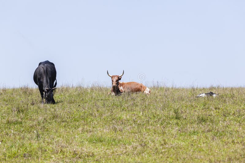 Cattle Farming stock photo. Image of landscape, beef - 62598792
