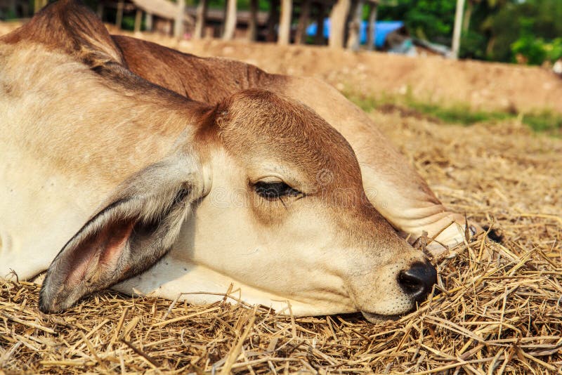 Cattle farming stock photo. Image of cattle, beef, brown - 53347334