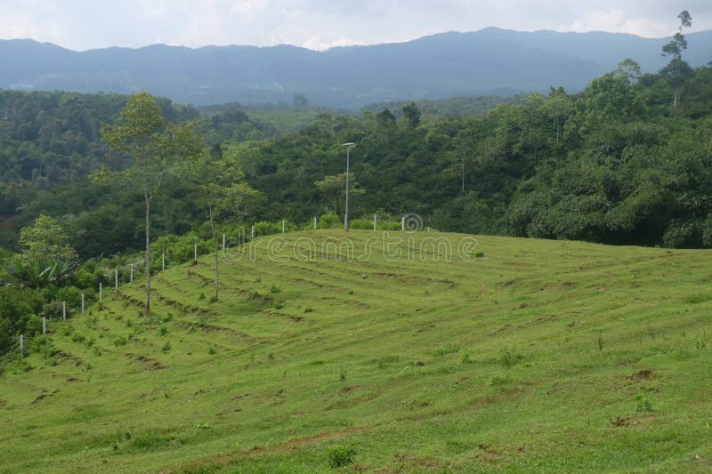 Cattle Farming in Indonesia Stock Photo - Image of vegetation, grass ...