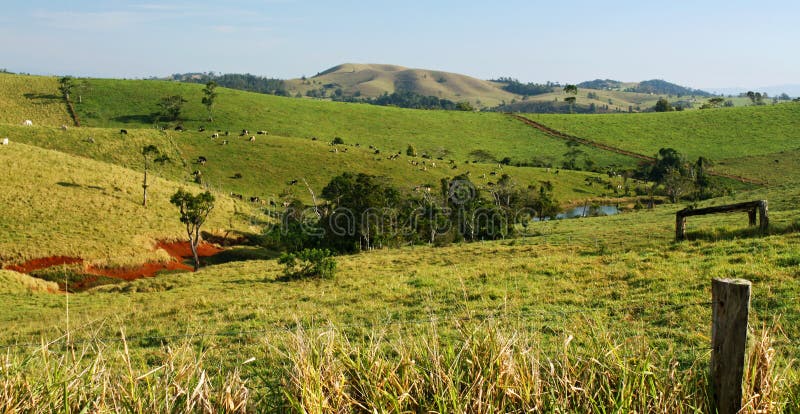 Cattle Farming land stock photo. Image of grass, cows - 15026786