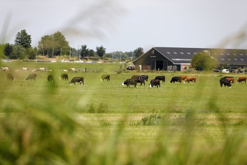 Cows on a farm stock image. Image of milk, dutch, calf - 259678617