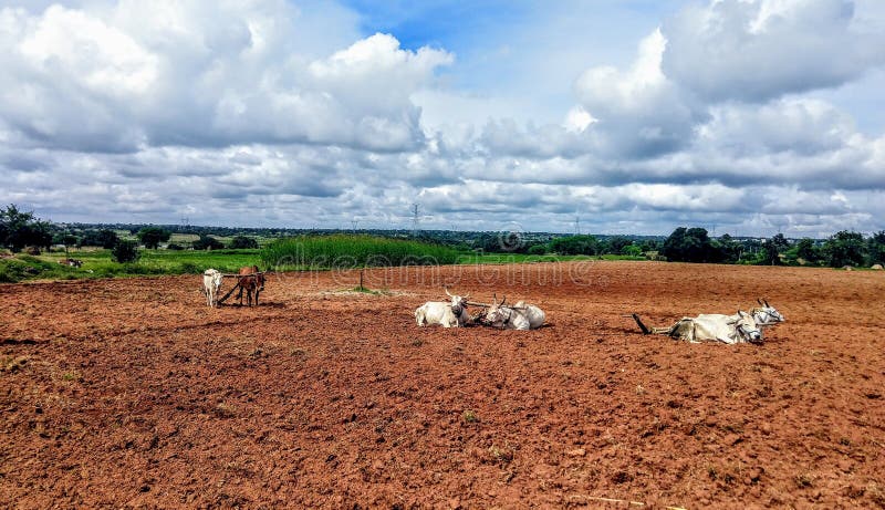Cattle in the Farms on a Sunny Day with Beautiful Clouds Stock Image ...
