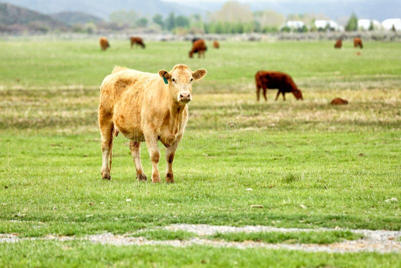Cattle Feeding in a Pasture on a Spring Day. Stock Photo - Image of ...