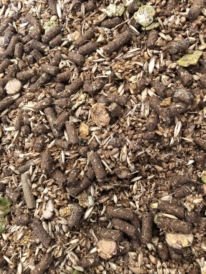 Cattle Feed Lot stock image. Image of farm, ranching, bovine - 8287947