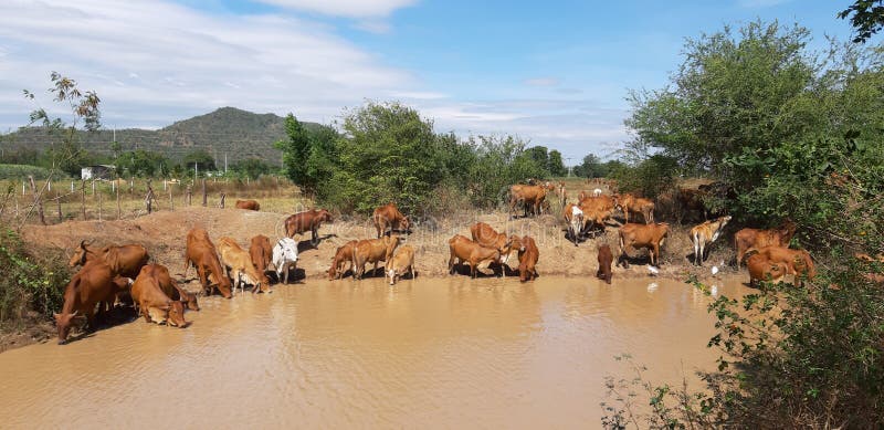 Cattle feed in the pond stock image. Image of bull, feed - 145937191