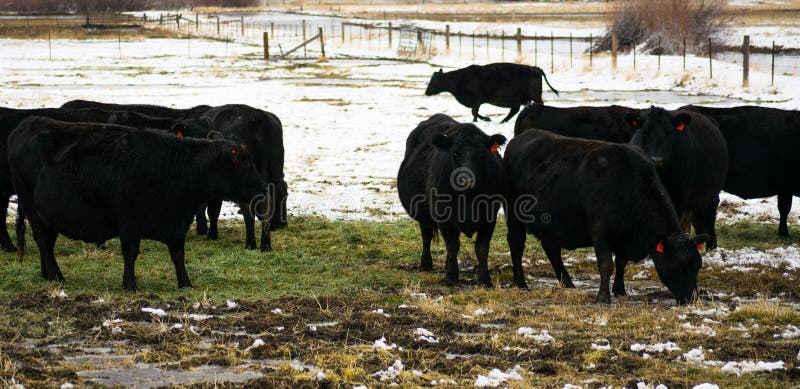 Cattle stock photo. Image of winter, white, black, fence - 86254222