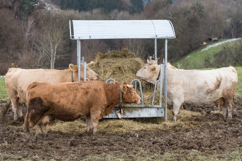 Cattle Feeding Hay - Farm Yard Stock Image - Image of husbandry, farms ...
