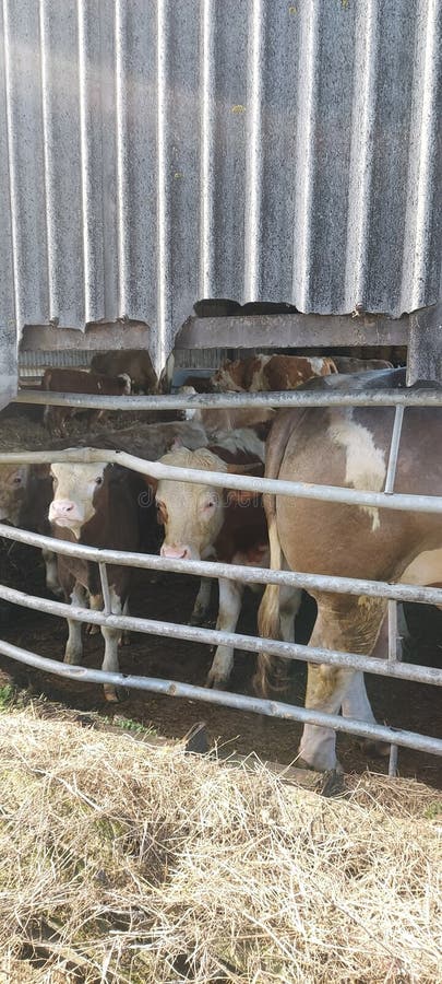 Cattle Feeding from Inside a Barn. Stock Image - Image of farming ...