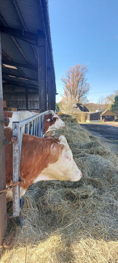 Cattle Feeding from Inside a Barn. Stock Image - Image of farm, head ...