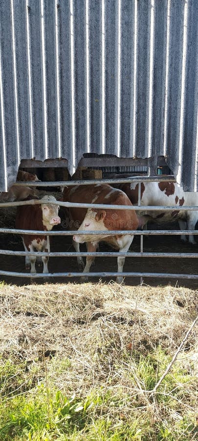 Cattle Feeding from Inside a Barn. Stock Image - Image of british ...