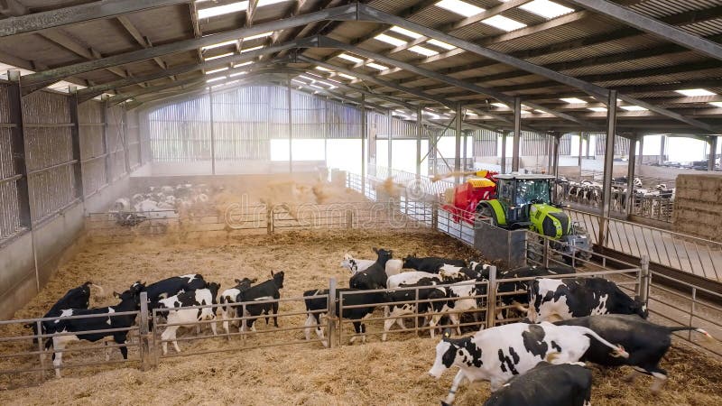 Cattle Feeding Process in an Automated Breeding Plant with Machinery ...