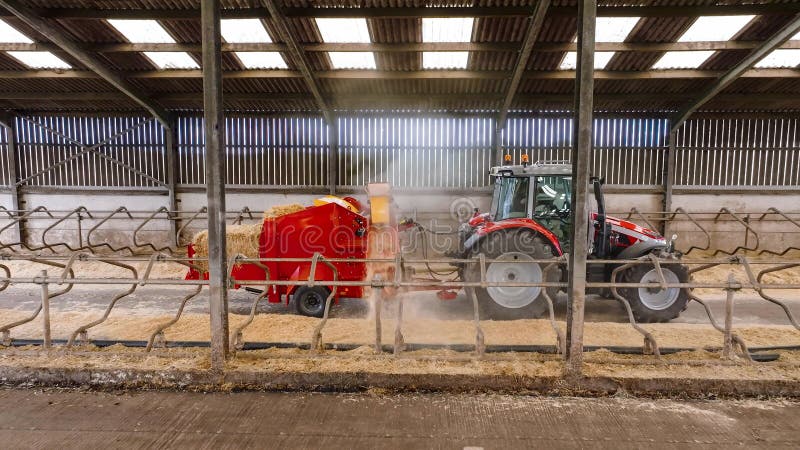 Cattle Feeding Process in an Automated Breeding Plant with Machinery ...