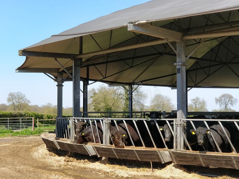 Cattle feeding station stock photo. Image of system - 123534050