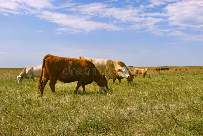 Cattle in Field stock image. Image of animals, countryside - 10581117