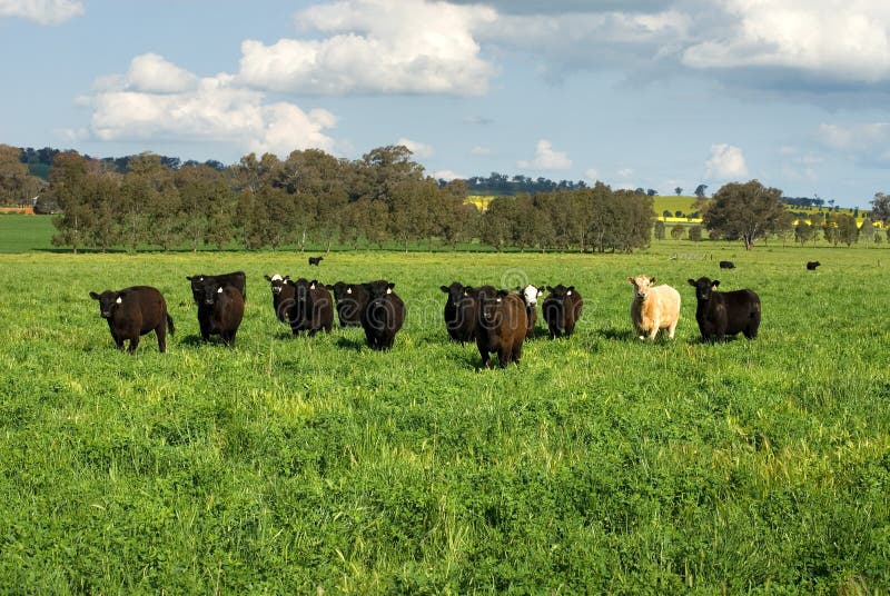 Cattle in a Field stock photo. Image of nature, agricultural - 16431308