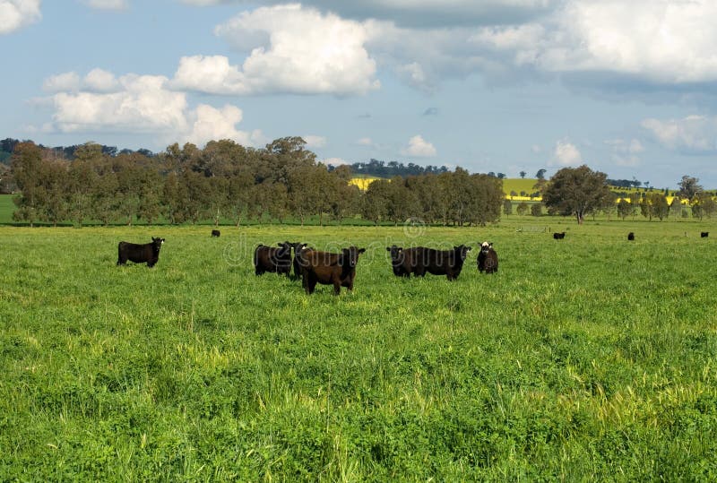 Cattle in a Field stock image. Image of nose, crop, grass - 16533939