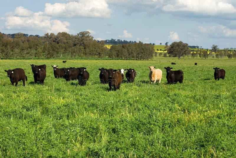 Cattle in a Field stock photo. Image of graze, agriculture - 16533940