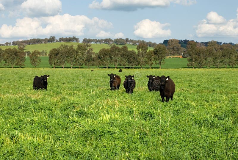 Cattle in a Field stock photo. Image of graze, agriculture - 16533940