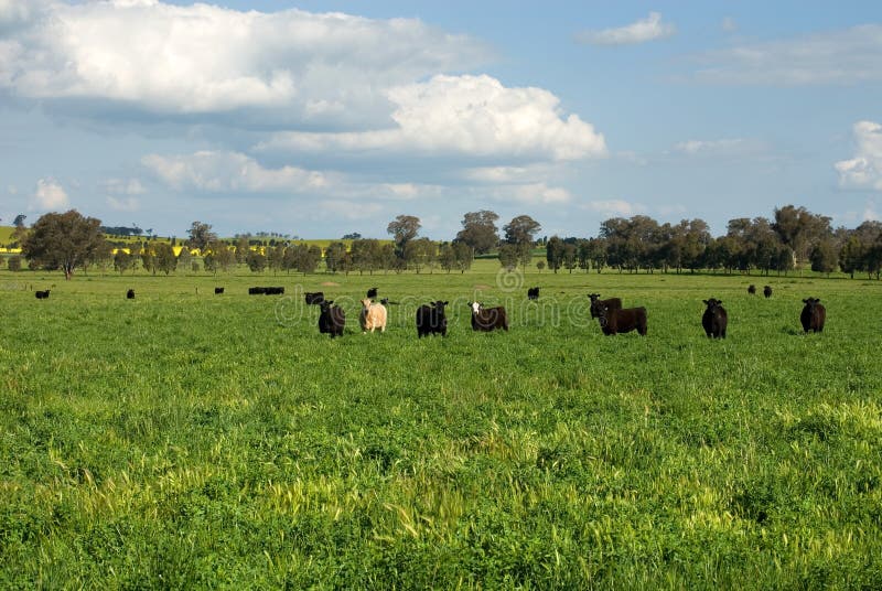 Cattle Farm stock photo. Image of agriculture, cattle - 3200102