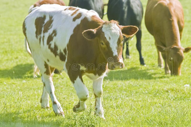 Cattle in Field stock image. Image of animals, countryside - 10581117