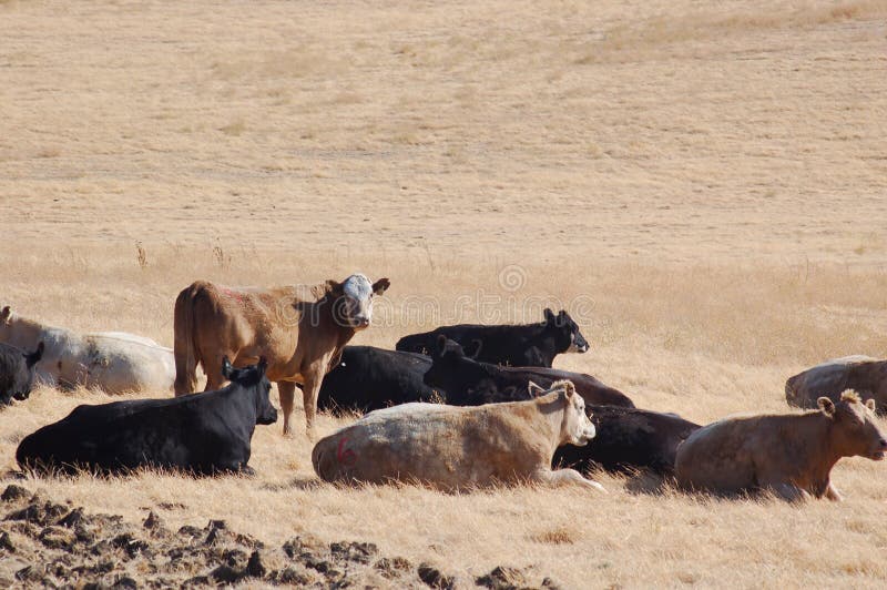 Cattle in a Field stock image. Image of country, farm, cattle - 385327
