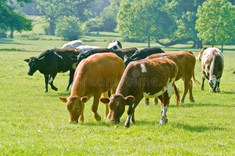 Cattle in a Field stock photo. Image of nature, agricultural - 16431308