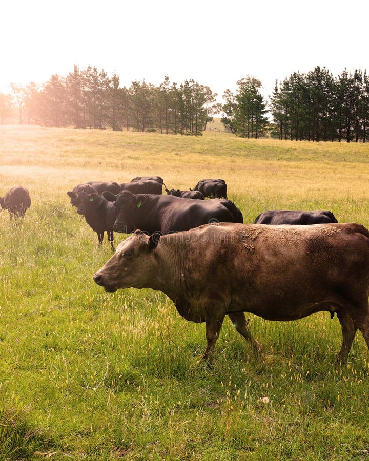 Cattle on the Field Under Big Trees, Australia Stock Photo - Image of ...