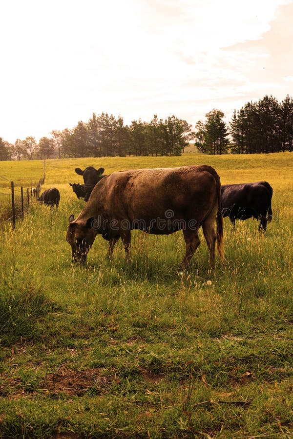 Cattle on the Field Under Big Trees, Australia Stock Photo - Image of ...