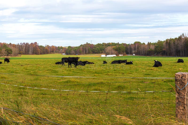 Cattle in a Field stock photo. Image of nature, agricultural - 16431308