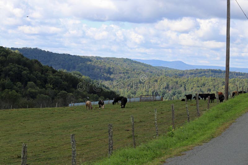 Cattle in a field stock image. Image of cows, mountains - 158841511