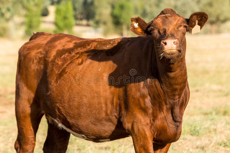 Cattle in field stock photo. Image of grazing, land, farming - 67774358