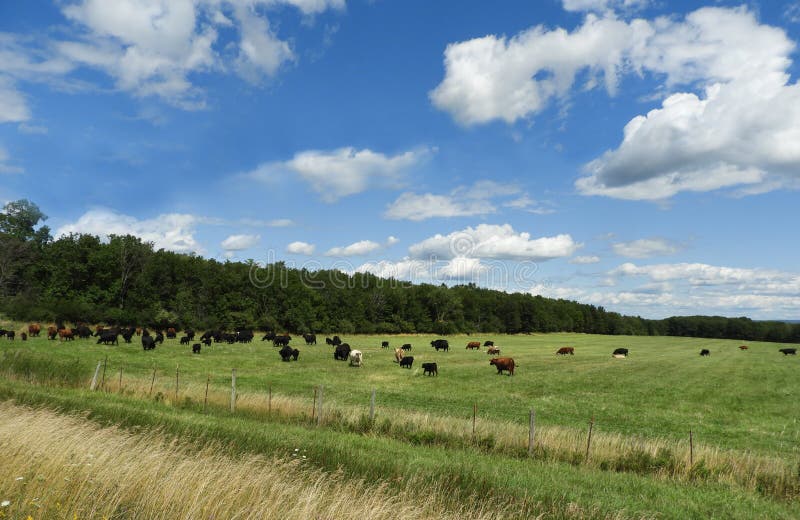 Cattle Field by Penn Yan NY in the FingerLakes Stock Image - Image of ...