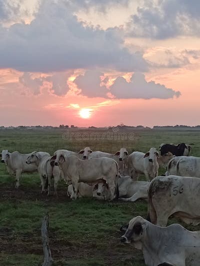 16,981 Cattle Sunset Stock Photos - Free & Royalty-Free Stock Photos ...