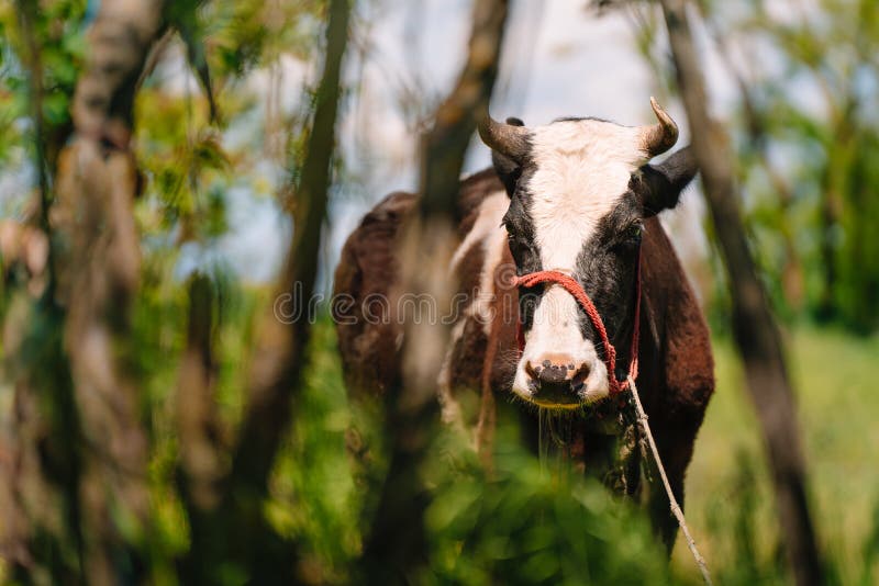 Cow by trees stock image. Image of animal, field, farm - 247440433