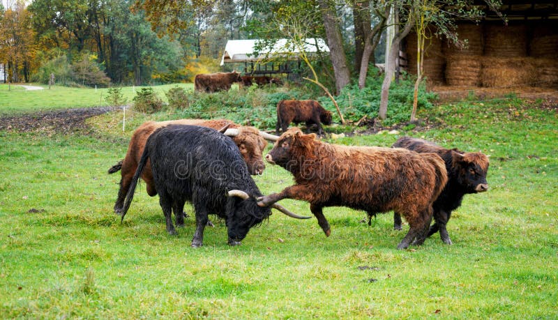 Cattle Fighting at a Grass Field Stock Image - Image of field, bull ...