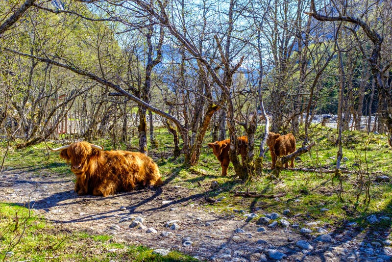 Cattle in a forest stock photo. Image of norwegian, branch - 92919342