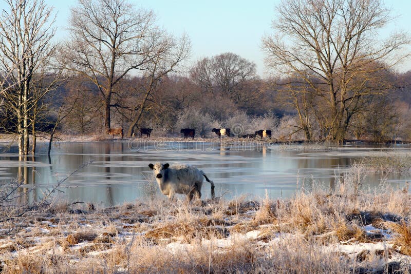 Cattle at the Frozen Lake so Cold Stock Photo - Image of snow, winter ...