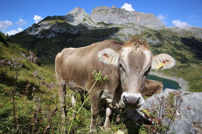 Cattle stock photo. Image of animal, hoofed, european - 46392836